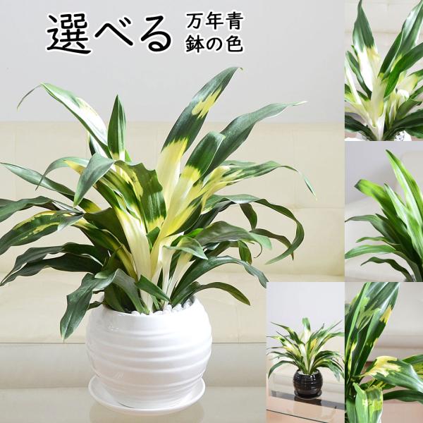 【商品サイズ】商品全体の高さ(鉢含む): 約40cm - 約50cm前後鉢の高さ: 約15cm 幅: 約18cm※植物につき、高さや形状には誤差がございます。※鉢は±数cmほどの誤差がある場合がございます。【商品内容】観葉植物 万年青(おも...