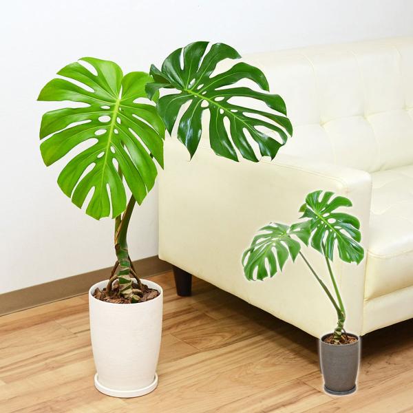 【商品サイズ】商品全体の高さ(鉢含む): 約70cm - 90cm 前後鉢の高さ: 約22cm 幅: 約17cm※植物につき、高さや形状には誤差がございます。※鉢は±数cmほどの誤差がある場合がございます。【商品内容】観葉植物 モンステラ ...