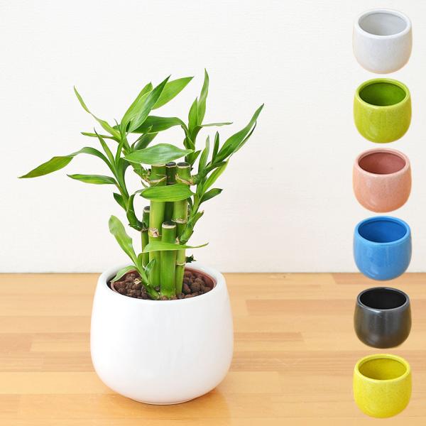 送料無料！6色から陶器の色を選べる！【商品内容】ミニ観葉植物 ミリオンバンブー(万年竹)陶器鉢付き(ハイドロカルチャー) x 1陶器鉢付き※葉や幹にはキズや一部変色した部分がある場合がございますが、生育に問題ないと判断したものを出荷しており...