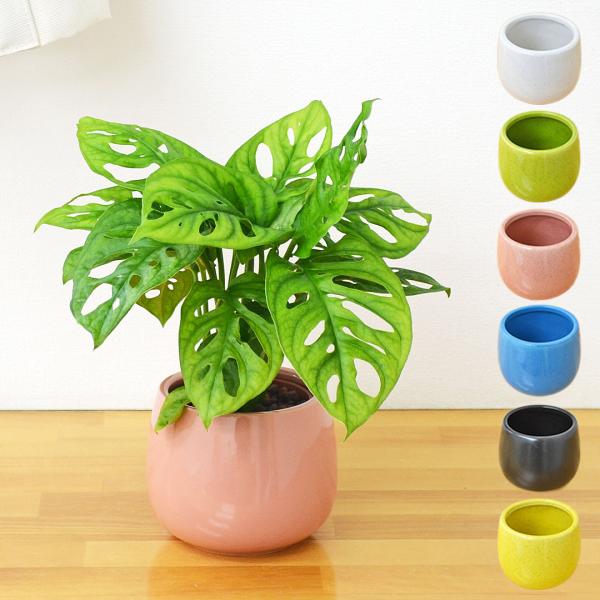 送料無料！6色から陶器の色を選べる！【商品内容】ミニ観葉植物 マドカズラ 陶器鉢付き(ハイドロカルチャー) x 1陶器鉢付き※葉や茎にはキズや一部変色した部分がある場合がございますが、生育に問題ないと判断したものを出荷しておりますので、予め...