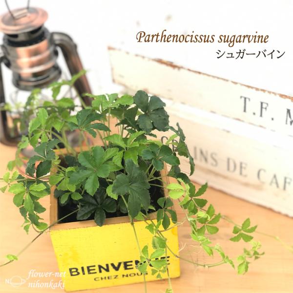 ■特徴葉の裏に甘い樹液を付けることから『sugar(砂糖)vine(ツタ)』と名付けられました。 ５枚の葉が手のひらのように広がり、可愛らしい葉がナチュラルな雰囲気にしてくれます。 寄せ植えにも合わせやすいです。 つる性なので高い棚やプラン...