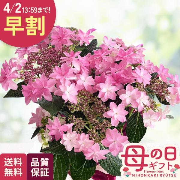 【フラワーネット日本花キ流通】母の日ギフトおすすめ＼４つの無料特典／・お花を傷つけない優しい素材の「ギフトラッピング」・感謝のメッセージ入り「母の日ピック」・お花が初めてでも安心「育て方説明書」・届いてからも安心「品質保証」【贈る相手】女性...
