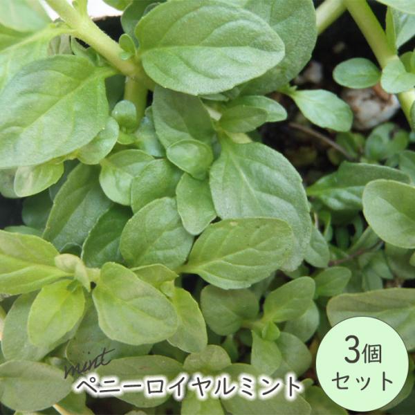 ■商品説明虫除けに効果のあるといわれるペニーロイヤルミント。ミントやハッカのようなスッキリとした香りが苦手と言われているカメムシにも効果があると言われ、虫対策でも利用されることが増えました。メントールの香りが強く料理やデザートのアクセントに...