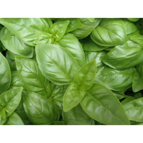 ■商品説明もっとも一般的なスイートバジル。イタリア料理やサラダには欠かせない夏のハーブです。栽培は容易で、夏の間繰り返し摘み取って収穫できます。花芽を早めに摘むことによってより元気に成長してくれます。お届けするのは9cmポットの4個セットに...