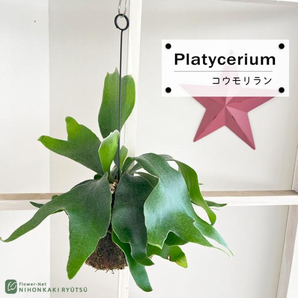 【特徴】葉がコウモリの羽に似ていることから名前がついた面白い植物コウモリラン。コウモリランの一番の注目ポイントは「貯水葉」。コウモリランには2種の葉があって、コウモリの葉のような濃い緑の葉は「胞子葉」と呼ばれるもの。そして株が成長してくると...