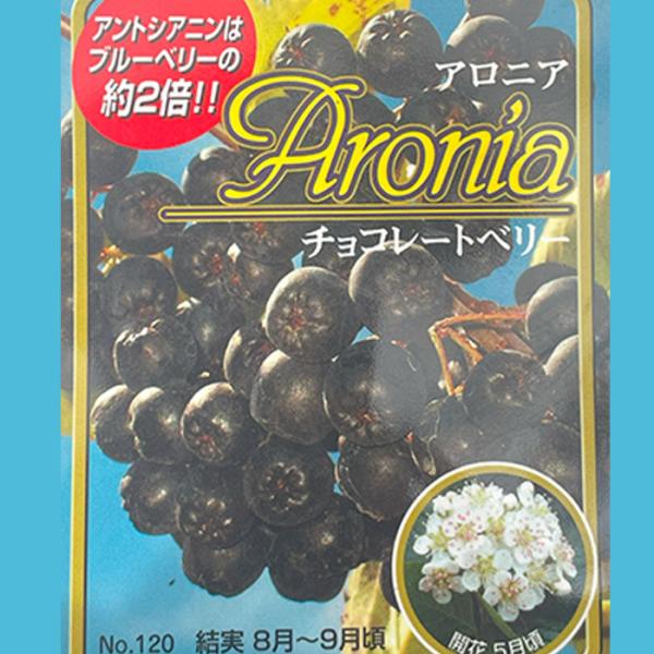 ■特徴美容と健康におすすめの高栄養フルーツです。 果実はブルーベリーよりも大きくて食物繊維、βカロテン、ビタミンCやポリフェノール等の栄養分が豊富です。 アントシアニン含有量はブルーベリーの3倍以上とも言われています。 果実はジャムやジュー...