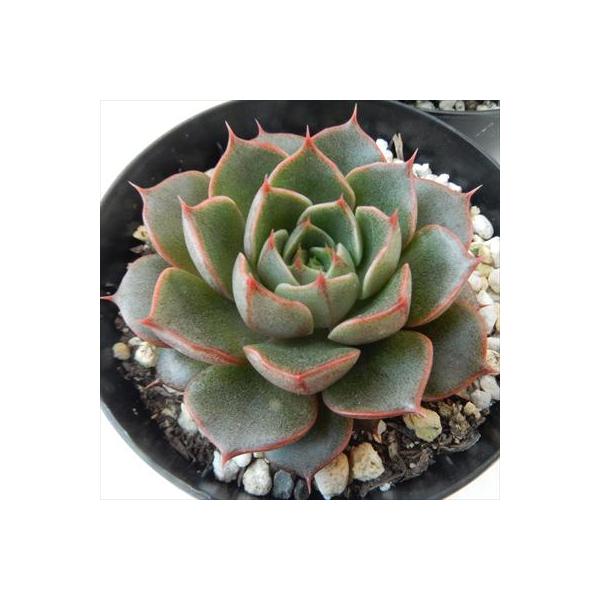 ■日当たり春秋型種10℃〜25℃の過ごしやすい季節によく生長し、暑すぎたり、寒すぎる時期は休眠してしまいます。生長期：9月〜5月休眠期：6月〜8月■水やり1春・秋は日当たりがよく、雨が当たらない風通しの良い場所に置く2夏の直射日光は避ける3...