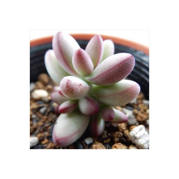 ■日当たり春秋型種10℃〜25℃の過ごしやすい季節によく生長し、暑すぎたり、寒すぎる時期は休眠してしまいます。生長期：2月〜6月・9月〜11月休眠期：7月〜8月・11月〜1月■置き場所・水やり1春・秋は日当たりがよく、雨が当たらない風通しの...