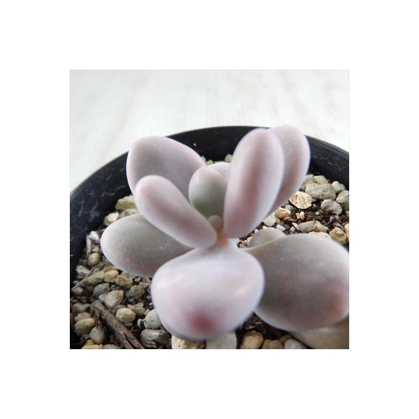 ■特徴春秋型種10℃〜25℃の過ごしやすい季節によく生長し、暑すぎたり、寒すぎる時期は休眠してしまいます。生長期：9月〜5月休眠期：6月〜8月■置き場所・水やり1春・秋は日当たりがよく、雨が当たらない風通しの良い場所に置く2夏の直射日光は避...