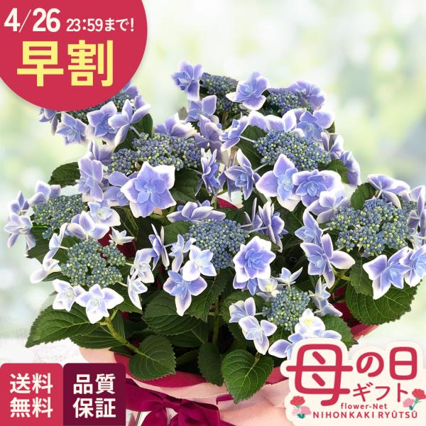 【フラワーネット日本花キ流通】母の日ギフトおすすめ＼４つの無料特典／・お花を傷つけない優しい素材の「ギフトラッピング」・感謝のメッセージ入り「母の日ピック」・お花が初めてでも安心「育て方説明書」・届いてからも安心「品質保証」【贈る相手】女性...