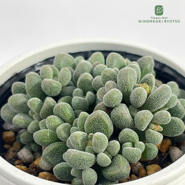 ■日当たり春秋型種 10℃〜25℃の過ごしやすい季節によく生長し、暑すぎたり、寒すぎる時期は休眠してしまいます。 生長期：9月〜5月 休眠期：6月〜8月■水やり1春・秋は日当たりがよく、雨が当たらない風通しの良い場所に置く 2夏の直射日光は...