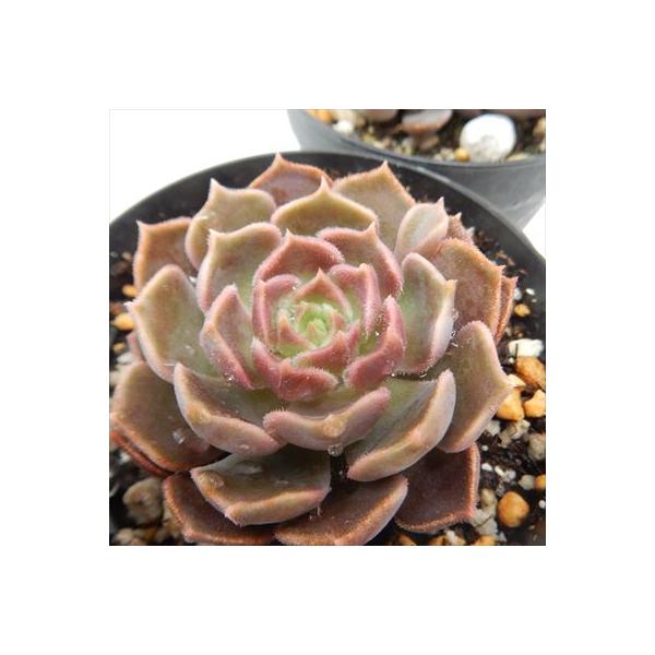 色々多肉植物が入荷しました。個体差がございますのでご了承ください。サイズは7.5cmポットになります。