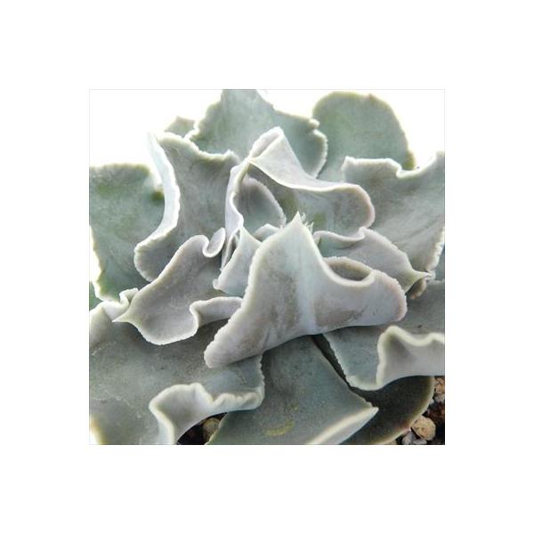 ■日当たり春秋型種10℃〜25℃の過ごしやすい季節によく生長し、暑すぎたり、寒すぎる時期は休眠してしまいます。生長期：9月〜5月休眠期：6月〜8月■水やり1春・秋は日当たりがよく、雨が当たらない風通しの良い場所に置く2夏の直射日光は避ける3...