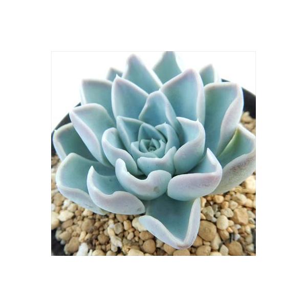 色々多肉植物が入荷しました。個体差がございますのでご了承ください。サイズは9cmポットになります。