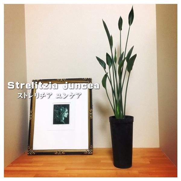 ストレチア ユンケア別名『ノンリーフ』【特徴】極楽鳥花＝ストレリチアの仲間で葉を持たないことからノンリーフと呼ばれる乾燥に強いシンプルで特異な草姿が特徴的なストレリチア・ユンケアが入荷しました。幼苗のうちは葉柄の先端に小さな葉がついています...