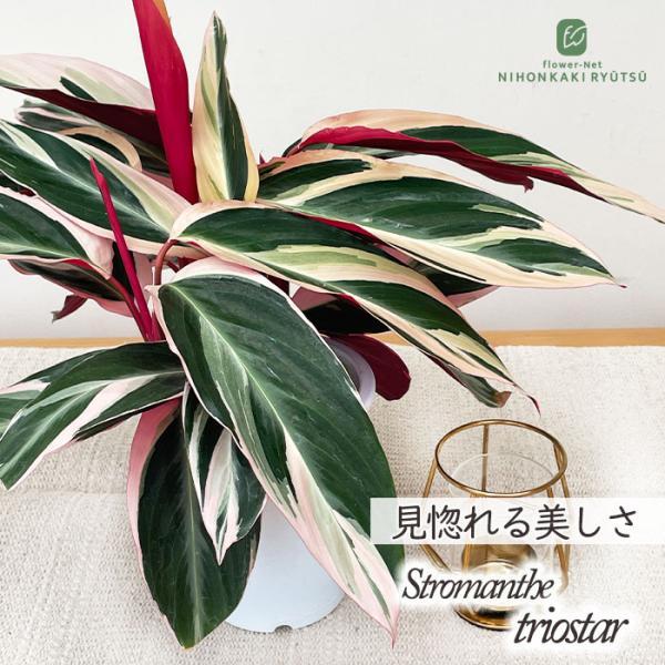 ■基本データ《形態》　多年草 《原産地》 南アメリカの熱帯地方 《草丈・樹高》　20〜150cm 《耐寒性》　やや弱い（最低温度5℃） 《耐暑性》　強い 株になると高さ1〜1.5mになり、高芽をつけます。 また、株が充実すると花梗を伸ばし、...