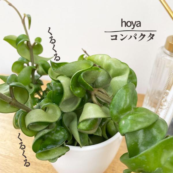 ■商品説明どんなインテリアにも溶け込みやすいシンプルな白い鉢に入ってのお届けです。 丸みのある鉢ががキュートでスタイリッシュなデザインとなっていて、シンプルな鉢はどんなインテリアにも自然に溶け込み、空間を明るい印象にします。 届いたその日か...