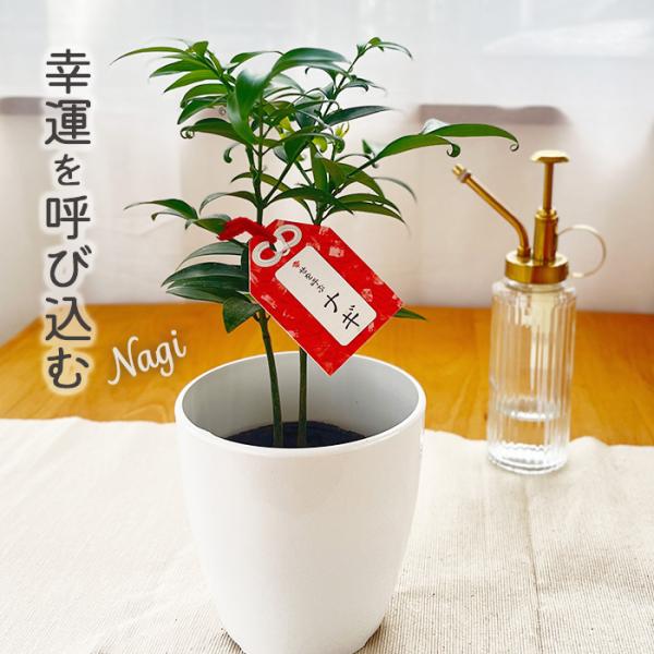 ■商品説明どんなインテリアにも溶け込みやすいシンプルな白い鉢に入ってのお届けです。 丸みのある鉢ががキュートでスタイリッシュなデザインとなっていて、シンプルな鉢はどんなインテリアにも自然に溶け込み、空間を明るい印象にします。 届いたその日か...