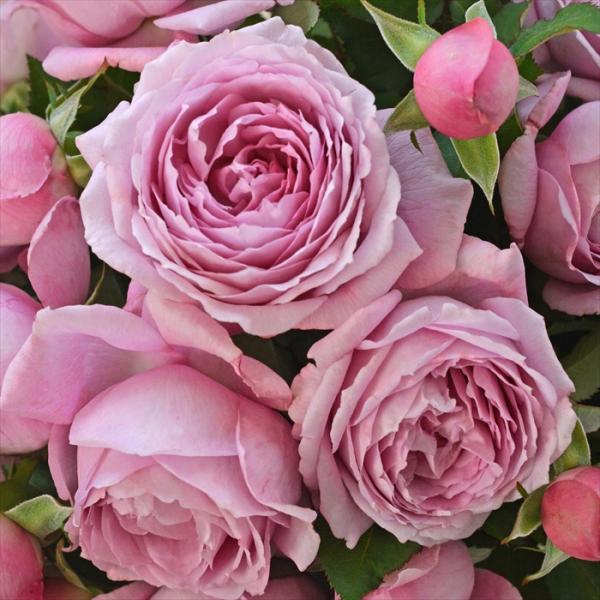 【特徴】ラベンダーがかったピンク色のカップ咲きの花と、ミルラとダマスクの調和のとれた甘い香りが魅力的なバラ。樹勢強く、耐病性もあり育てやすいです。名前は「魅力・美しさ」という意味のフランス語から。【香り】中香【開花サイクル】四季咲き【花径・...