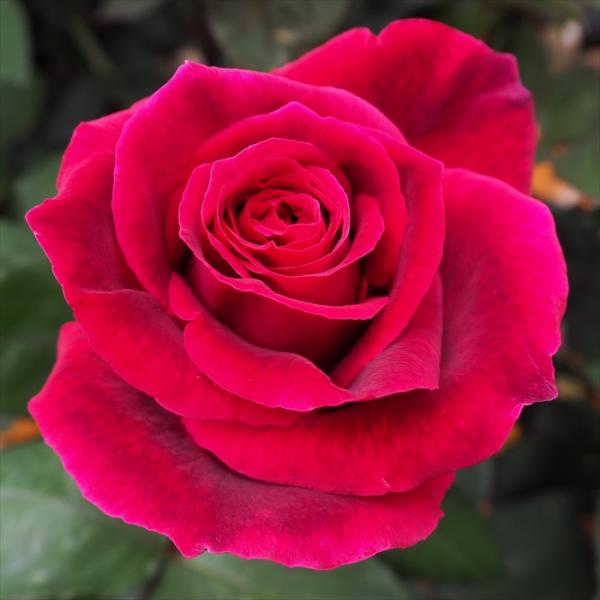 【商品説明】花つきよく、真紅の花色で早春や晩秋に花に黒みがかかり冴えた色になります。半剣弁咲き。初代アメリカ大統領にちなんだバラでしっかりとした花。強い香りも特徴ですが、この品種の最大の特徴は頑強さ。樹勢も強く、シュートも大きく育ちますので...