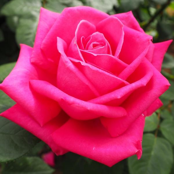 【商品説明】伝説のプリマドンナ、マリア・カラスに捧げられた品種。濃ローズ色の半剣弁高芯咲きで花弁が幾重にも重なったふくよかな花形が特徴。花もちよく、香りもよい。樹形は半横張り性で、がっちりとした株になり、枝も太く、葉も大きい。樹勢が強く、耐...