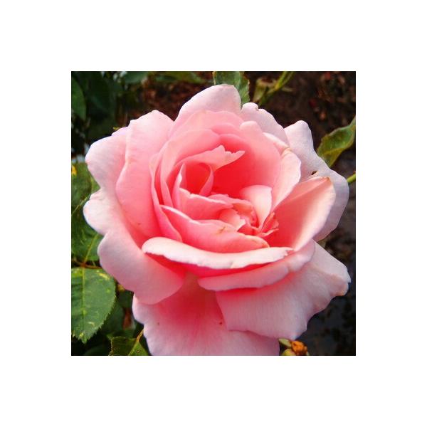 【商品説明】淡桃色の丸弁カップ咲き。数輪の房咲きになり、花つきがよい。芳香種。薄い花弁は雨で傷むことがあります。樹形は直立性で枝は細めでややシュラブ状に伸び、全体に繊細な印象。葉にクリーム色の斑が入り、芽出しのころは美しい。高温期にはほとん...