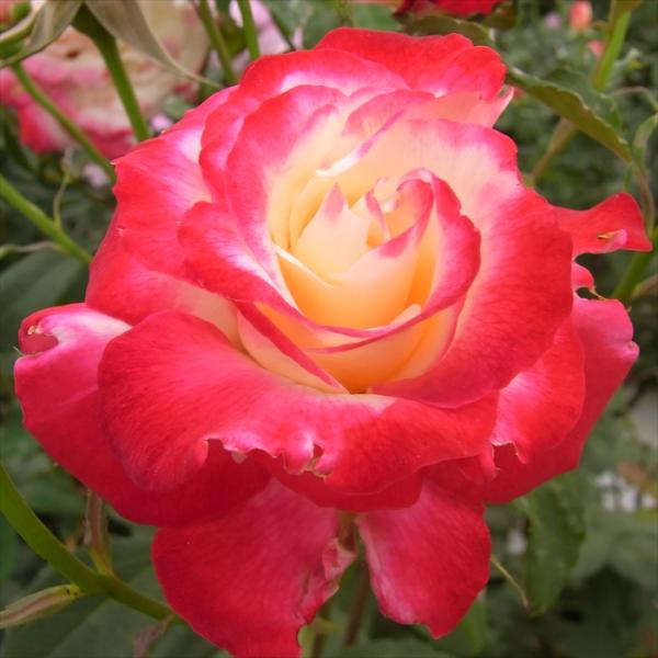 【商品説明】黄色みを帯びたアイボリー色から開花とともに赤色に変化する。丸弁高芯咲き。さわやかな柑橘系のフルーツ香が強い。花もちはよいが、ブラインド・シュートが多い。強健に育つが、花枝が長く大輪の重みでしなだれるので支柱が必要。【香り】★★★...