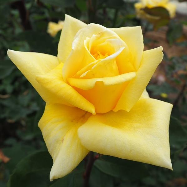 【商品説明】退色しにくい黄花の半剣弁高芯咲き。1輪から3輪ほどの房になる。さわやかな強めのフルーツ香。植えつけ後、数年でシュートはほとんど出なくなる。黄色系の整形花としては丈夫で樹勢が強く生育旺盛。夏以降、枝が良く伸びる。大柄なので花壇向き...