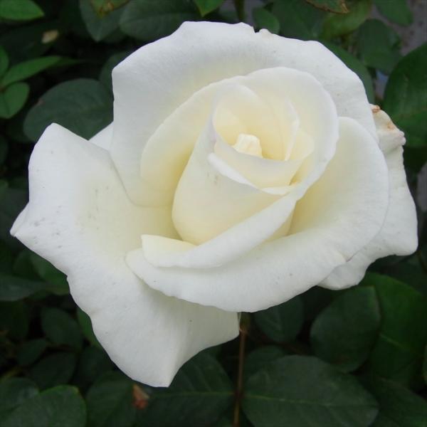 【商品説明】花もちのよい大輪。花数多く庭植に良い。多くの賞を受け、まさにオーナー『名誉』という名に相応しい品種。【香り】★☆☆☆【分類】ハイブリッド・ティー【開花サイクル】四季咲き【花径】13cm【樹形と樹高×株張り】直立1.5m【サイズ・...