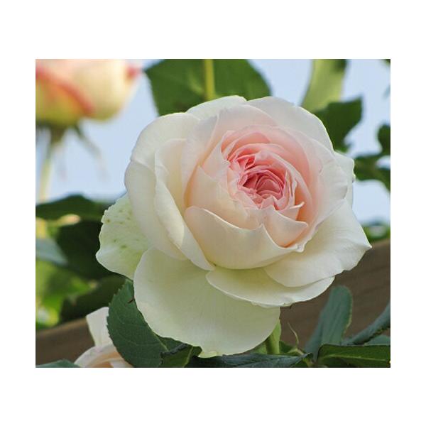 【商品説明】花は中心部がピンクで外側に行くほど白くなるロゼット咲き。1輪から3輪ほどの房になり、うつむいて咲く。花枝は短く、花つき、花もちがよい。香りは弱いがフルーツ香で気温が高い日中よりも朝晩の涼しい時間帯に香る。株は伸長力があり、生育旺...