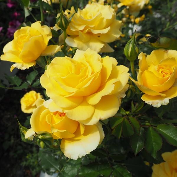 【商品説明】黄色の丸弁カップ咲きで花弁の縁は波打つ。数輪の房咲きになる。微香。花もちがよく、花色は退色しにくい。樹形は半横張り性。とげがやや少ない。シュートが出にくいが、古枝に何年も花を咲かせる。株は分枝が多く、コンパクトにまとまる。別名「...