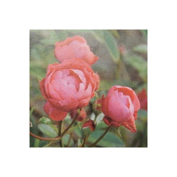 【商品説明】濃赤色でころころとしたカップ咲き。花つきがとてもよく、花もちもよい。樹形はやや横張り性でコンパクト。鉢栽培に適する。耐暑性、耐寒性ともに強い。「ディック・コスター」の枝変わりで、「ディック・コスター」はハイブリッド・ムルティフロ...