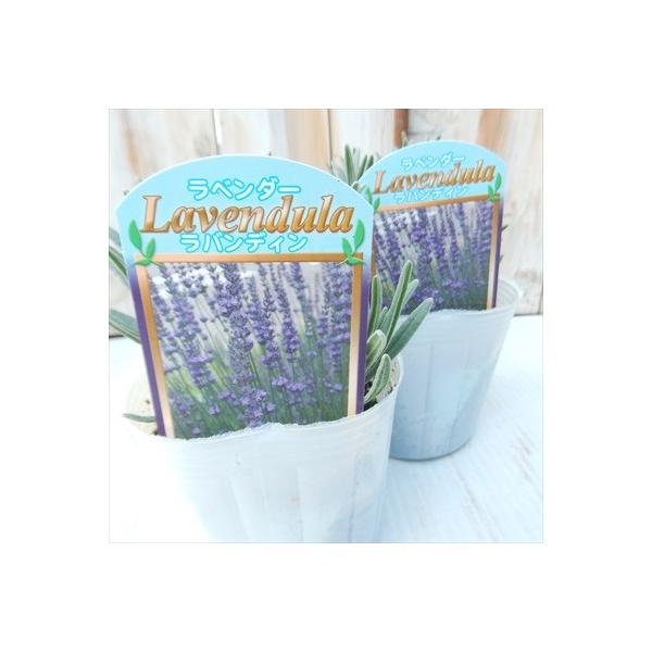 ■特徴ガーデンのアクセントやドライフラワーやポプリとしても利用できるラベンダー・ラバンディンが入荷しました。■サイズ・その他9cmポット  ※個体差がございますのでご了承ください。