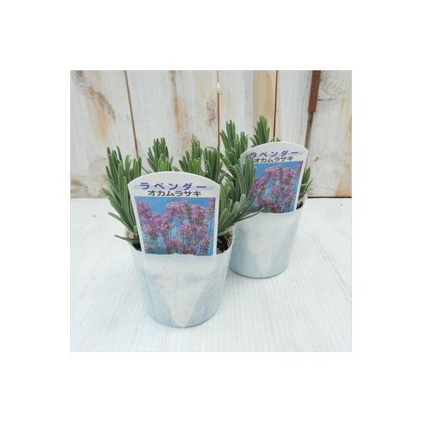 ■特徴香りの女王ラベンダーは、安眠を誘います。 ポプリ・安眠枕・ハーブティー等の自然美容には欠かせないアイテムです♪ 夏は風通しの良い涼しいところで管理してください。■サイズ・その他9cmポット  ※個体差がございますのでご了承ください。