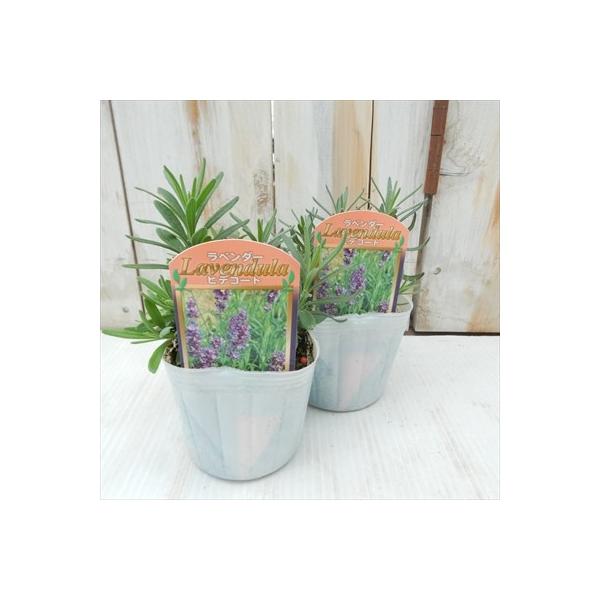 ■特徴香りの女王ラベンダーは、安眠を誘います。 ポプリ・安眠枕・ハーブティー等の自然美容には欠かせないアイテムです♪ 夏は風通しの良い涼しいところで管理してください。■サイズ・その他9cmポット  ※個体差がございますのでご了承ください。