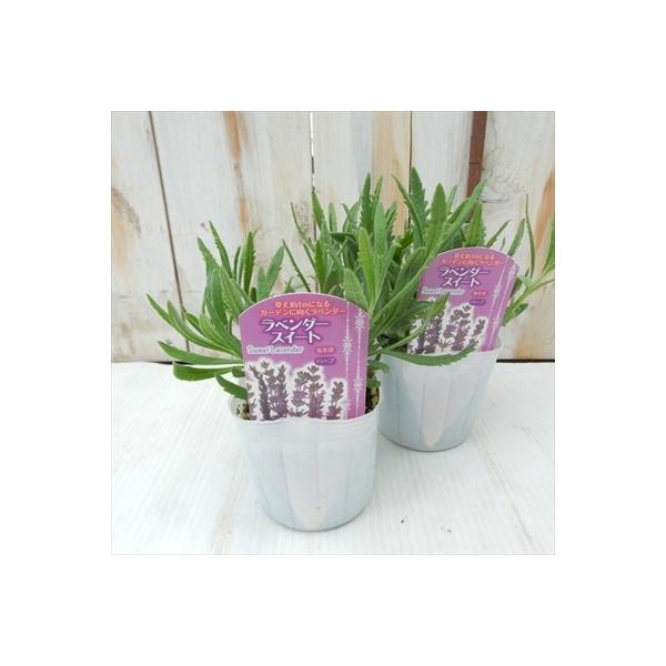 ■商品説明香りの女王ラベンダーは、安眠を誘います。ポプリ・安眠枕・ハーブティー等の自然美容には欠かせないアイテムです♪夏は風通しの良い涼しいところで管理してください。サイズは9cmポットになります。個体差がございますのでご了承ください。