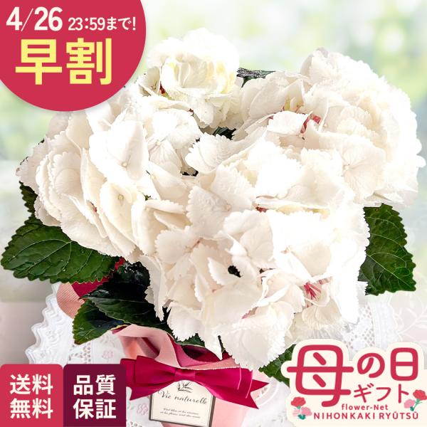 【フラワーネット日本花キ流通】母の日ギフトおすすめ＼４つの無料特典／・お花を傷つけない優しい素材の「ギフトラッピング」・感謝のメッセージ入り「母の日ピック」・お花が初めてでも安心「育て方説明書」・届いてからも安心「品質保証」【贈る相手】女性...