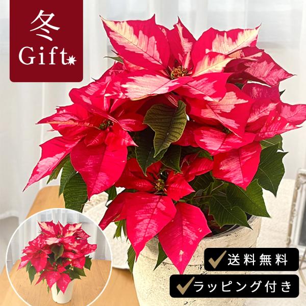 フラワーネット日本花キ流通のおすすめ冬ギフト♪華やかな色どりのポインセチア「アイスパンチ」。白い薄雪が降り積もったような白い斑が特徴の人気品種です。〜ポインセチアについて〜華やかな色どりのポインセチア。温かみのある色合いで、玄関やリビングに...