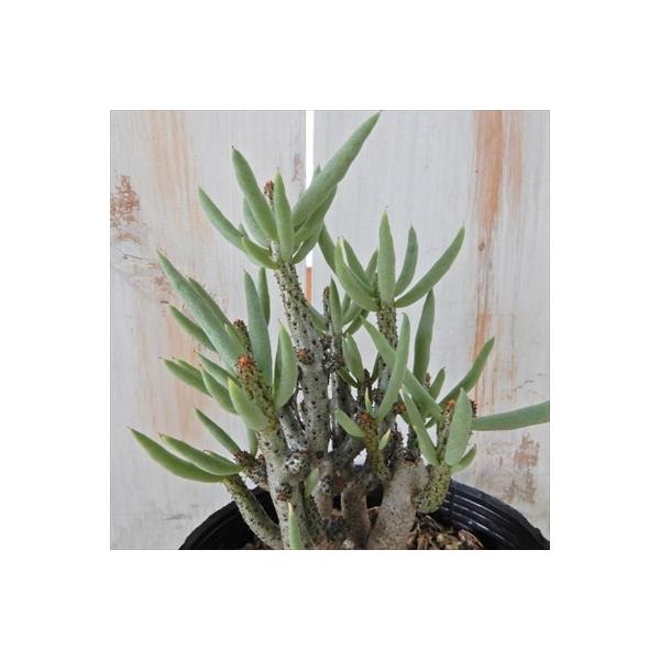 ■特徴繊細な印象の小型のチレコドンです。ツヤのある滑らかな木肌と、斑点のような模様のある枝が特徴です。多肉質の細長い葉っぱと、花が咲いた後の花柄が残った様が他のゴツゴツしたチレコドンより繊細な印象を受けます。繊細な見た目と同様に、幹も枝もと...