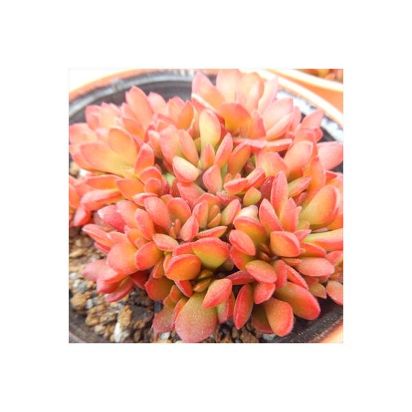 ■日当たり春秋型種10℃〜25℃の過ごしやすい季節によく生長し、暑すぎたり、寒すぎる時期は休眠してしまいます。生長期：2月〜6月・9月〜11月休眠期：7月〜8月・11月〜1月■置き場所・水やり1春・秋は日当たりがよく、雨が当たらない風通しの...