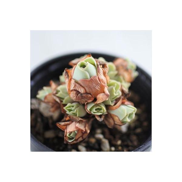 ■日当たり冬型種高山などの気温の低い地域に自生する種類は、日本の夏の暑さが苦手で、5℃〜20℃の気温でよく育ちます。生長期：9月〜5月休眠期：6月〜8月■水やり1風通しがよく、雨の当たらない明るい日陰に置く2盛夏は扇風機などで鉢の温度を下げ...