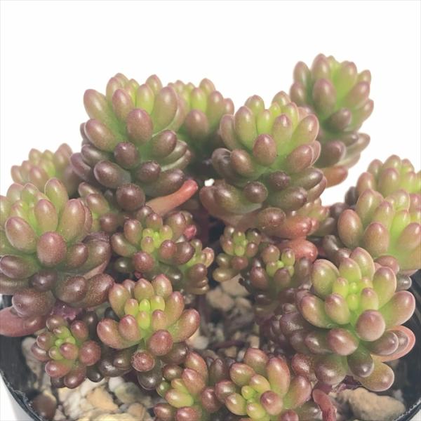 日本花キ流通 多肉植物 seセダム レッドベリー セダム 7.5cm 日本花キ流通 多肉植物 seセダム レッドベリー セダム 7.5cm