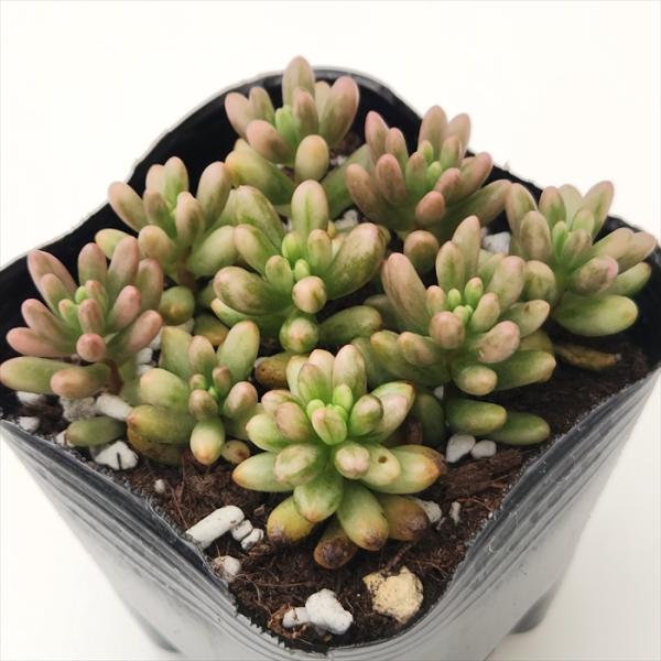 日本花キ流通 多肉植物 seセダム オーロラ セダム 9cmポット 日本花キ流通 多肉植物 seセダム オーロラ セダム 9cmポット