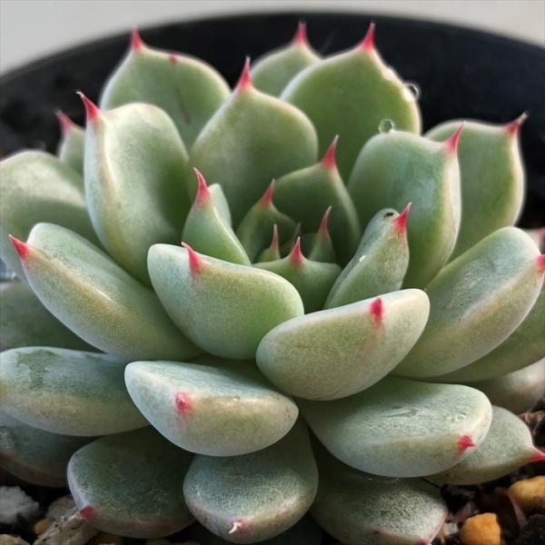 日本花キ流通 多肉植物 skエケベリア ブラッドザラゴーサ 日本花キ流通 多肉植物 skエケベリア ブラッドザラゴーサ