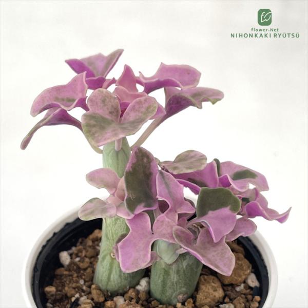 ■日当たり冬型種高山などの気温の低い地域に自生する種類は、日本の夏の暑さが苦手で、5℃〜20℃の気温でよく育ちます。生長期：9月〜5月休眠期：6月〜8月■置き場所・水やり1風通しがよく、雨の当たらない明るい日陰に置く2盛夏は扇風機などで鉢の...