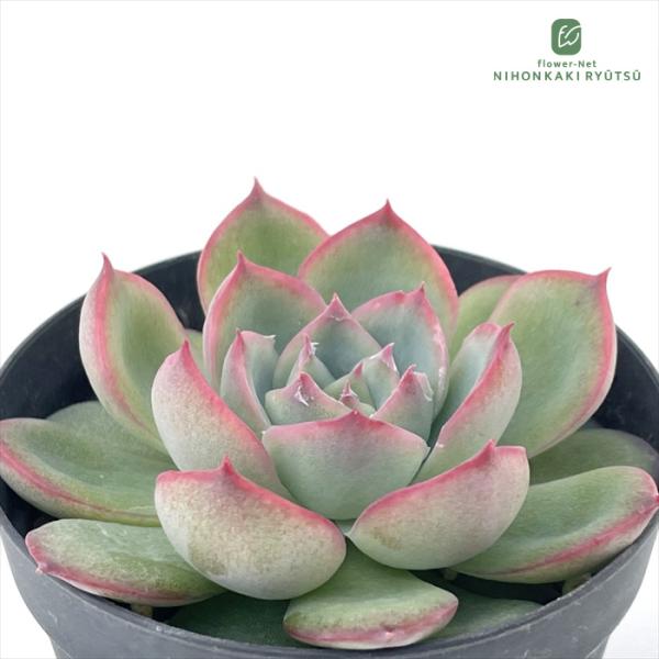 ■日当たり春秋型種 10℃〜25℃の過ごしやすい季節によく生長し、暑すぎたり、寒すぎる時期は休眠してしまいます。 生長期：9月〜5月 休眠期：6月〜8月 ■水やり1春・秋は日当たりがよく、雨が当たらない風通しの良い場所に置く 2夏の直射日光...