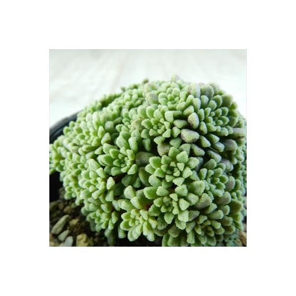 ■日当たり春秋型種10℃〜25℃の過ごしやすい季節によく生長し、暑すぎたり、寒すぎる時期は休眠してしまいます。生長期：9月〜5月休眠期：6月〜8月■水やり1春・秋は日当たりがよく、雨が当たらない風通しの良い場所に置く2夏の直射日光は避ける3...