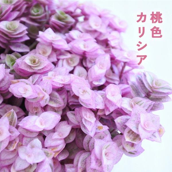 【置き場所】<br>耐寒温度は5℃。<br>霜に当たると枯れてしまうので、冬は室内で管理しましょう。<br>日当たりを好み、日光をよく当てると葉色が綺麗にピンクなります。<br>冬に室内で育て...