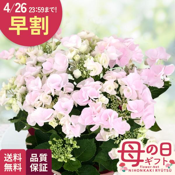 【フラワーネット日本花キ流通】母の日ギフトおすすめ＼４つの無料特典／・お花を傷つけない優しい素材の「ギフトラッピング」・感謝のメッセージ入り「母の日ピック」・お花が初めてでも安心「育て方説明書」・届いてからも安心「品質保証」【贈る相手】女性...