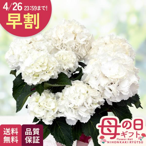 【フラワーネット日本花キ流通】母の日ギフトおすすめ＼４つの無料特典／・お花を傷つけない優しい素材の「ギフトラッピング」・感謝のメッセージ入り「母の日ピック」・お花が初めてでも安心「育て方説明書」・届いてからも安心「品質保証」【贈る相手】女性...